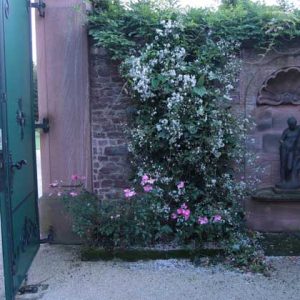 Clematis jouin. Mrs. Robert Brydon - Clematis Westphal