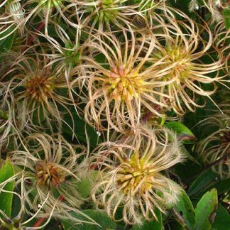 Clematis integrifolia Blue Ribbons - Clematis Westphal