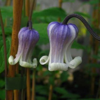 Clematis viorna Dr.Mary - Clematis Westphal