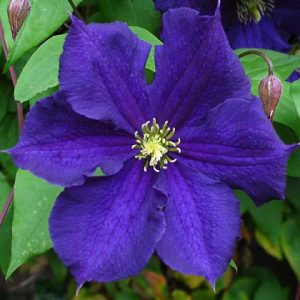 Clematis Hybriden Archive - Seite 4 von 8 - Clematis Westphal