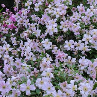 Clematis viticella Entel - Clematis Westphal