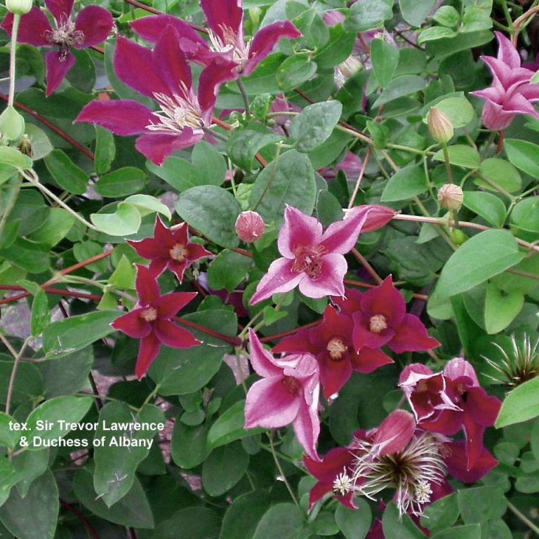 Clematis texensis Sir Trevor Lawrence - Clematis Westphal