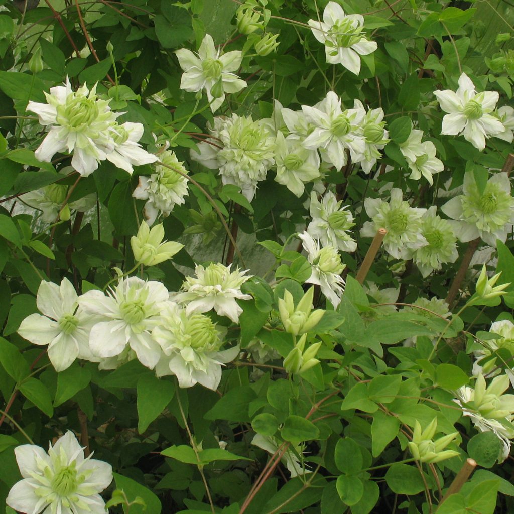 Clematis florida Alba Plena - Clematis Westphal