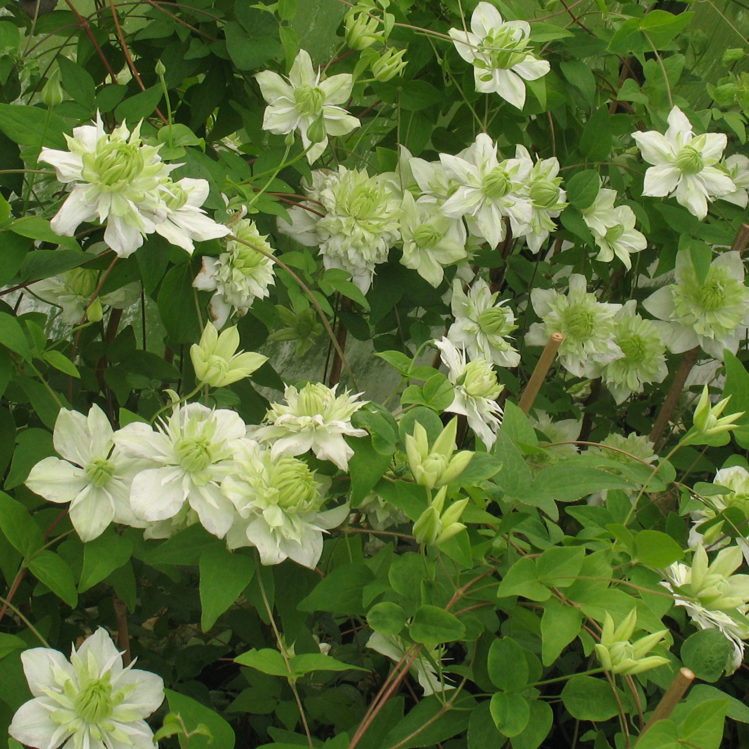 Clematis florida Alba Plena - Clematis Westphal