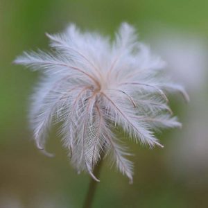 Clematis aromatica - Clematis Westphal