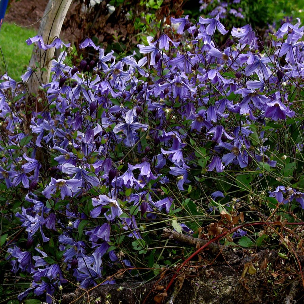 Clematis integrifolia Blue Boy - Clematis Westphal