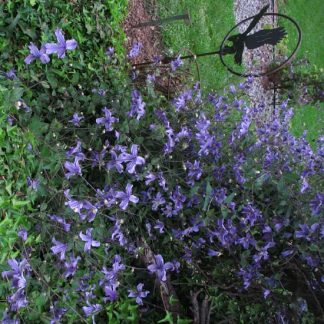 Clematis integrifolia Blue Boy - Clematis Westphal