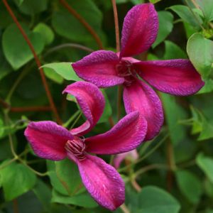 Clematis texensis Dedication BFCCDED - Clematis Westphal