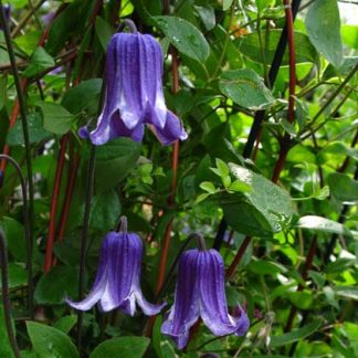 Clematis integrifolia Rooguchi - Clematis Westphal
