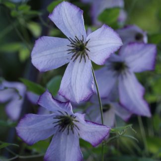 Clematis viticella Richards Picotee - Clematis Westphal