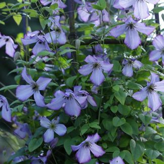 Clematis viticella Richards Picotee - Clematis Westphal