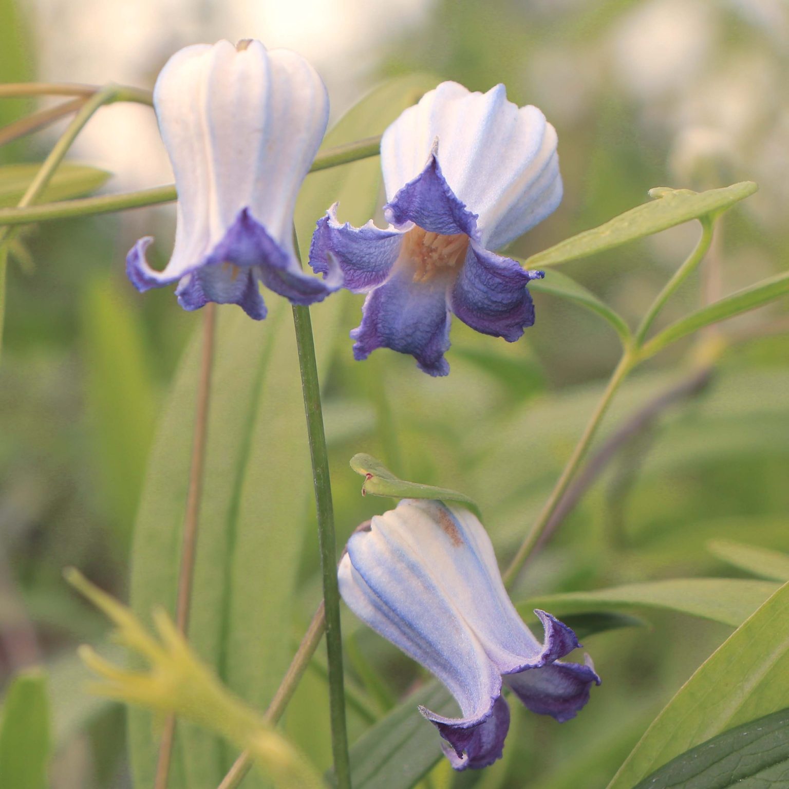 Clematis socialis - Clematis Westphal