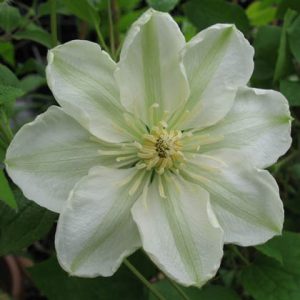 Clematis Moonlight - Clematis Westphal