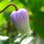 Clematis addisonii - Clematis Westphal