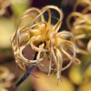 Clematis addisonii - Clematis Westphal