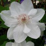 Clematis Mrs.Georg Jackman - Clematis Westphal