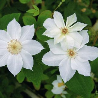 Clematis Mrs.George Jackman - Clematis Westphal