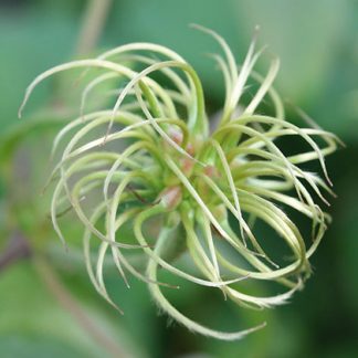 Clematis Mrs.George Jackman - Clematis Westphal