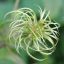Clematis Mrs.George Jackman - Clematis Westphal