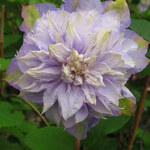 Clematis Hybriden Archive - Seite 4 von 8 - Clematis Westphal