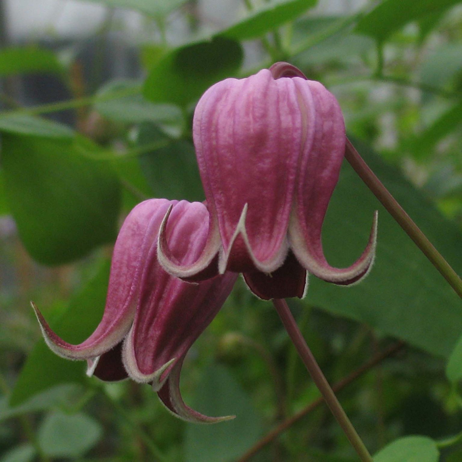 Clematis texensis Coralie CCMWCO - Clematis Westphal