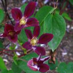 Shop - Clematis Westphal