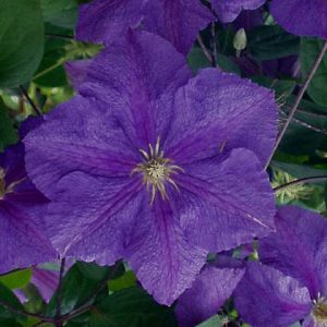 Clematis Victoria - Clematis Westphal