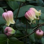 Clematis viorna Lauretta - Clematis Westphal