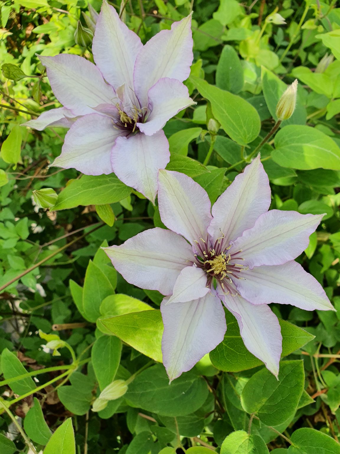 Clematis Samaritan Jo Evipo075 - Clematis Westphal