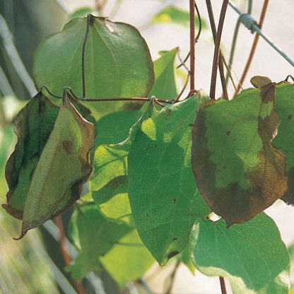 Clematis diseases and pests - Clematis Westphal
