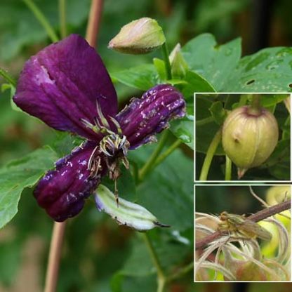 Clematis Krankheiten Bilder